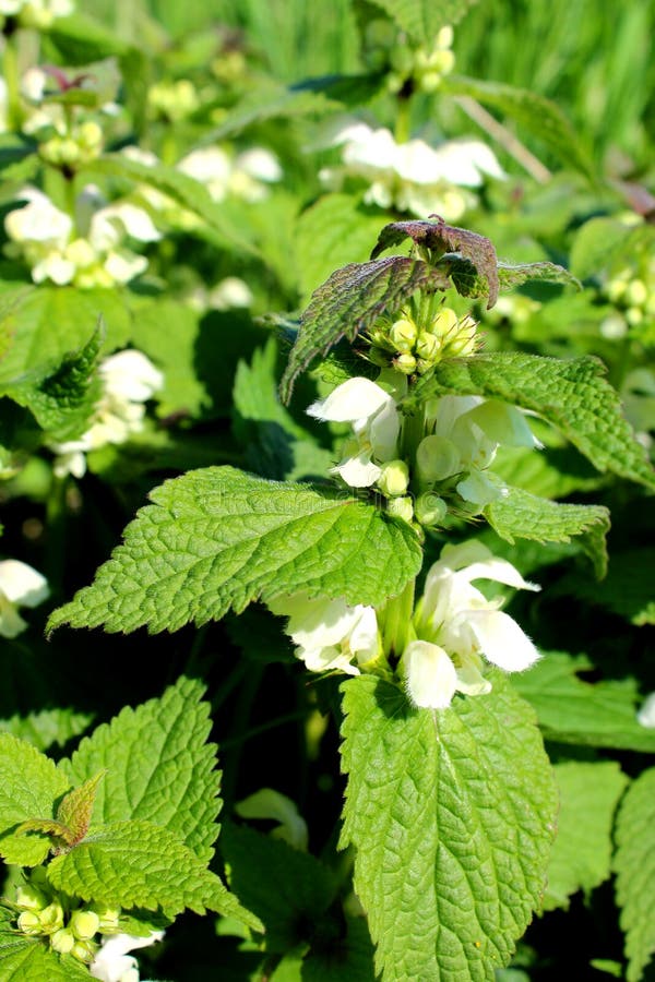 White Nettle Lamium Album in Flower Stock Photo - Image of herbalism ...