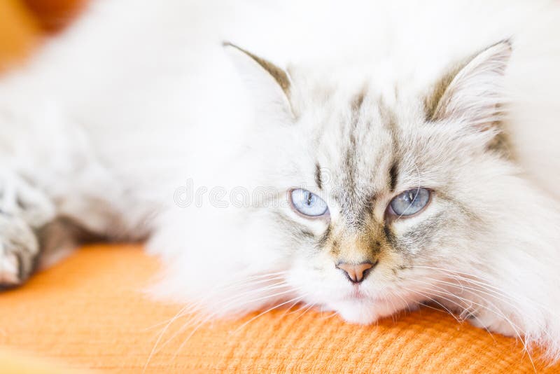 White Neva Masquerade Cat, Long Haired Siberian Breed Stock Photo ...