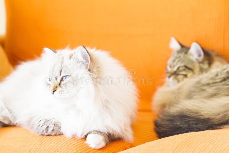 White Neva Masquerade Cat, Long Haired Siberian Breed Stock Image ...