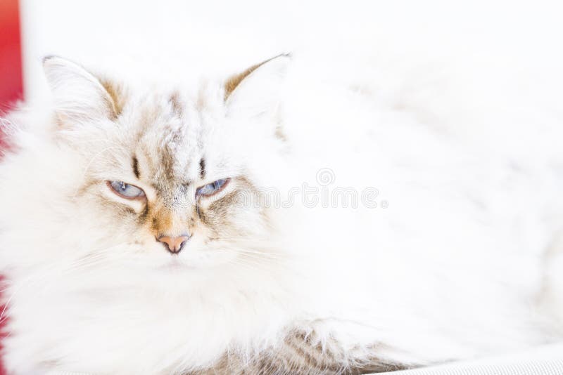 White Neva Masquerade Cat, Long Haired Siberian Breed Stock Photo ...