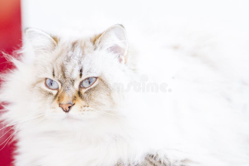 White Neva Masquerade Cat, Long Haired Siberian Breed Stock Photo ...