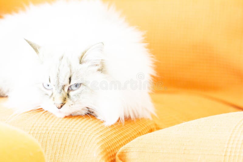 White Neva Masquerade Cat, Long Haired Siberian Breed Stock Photo ...