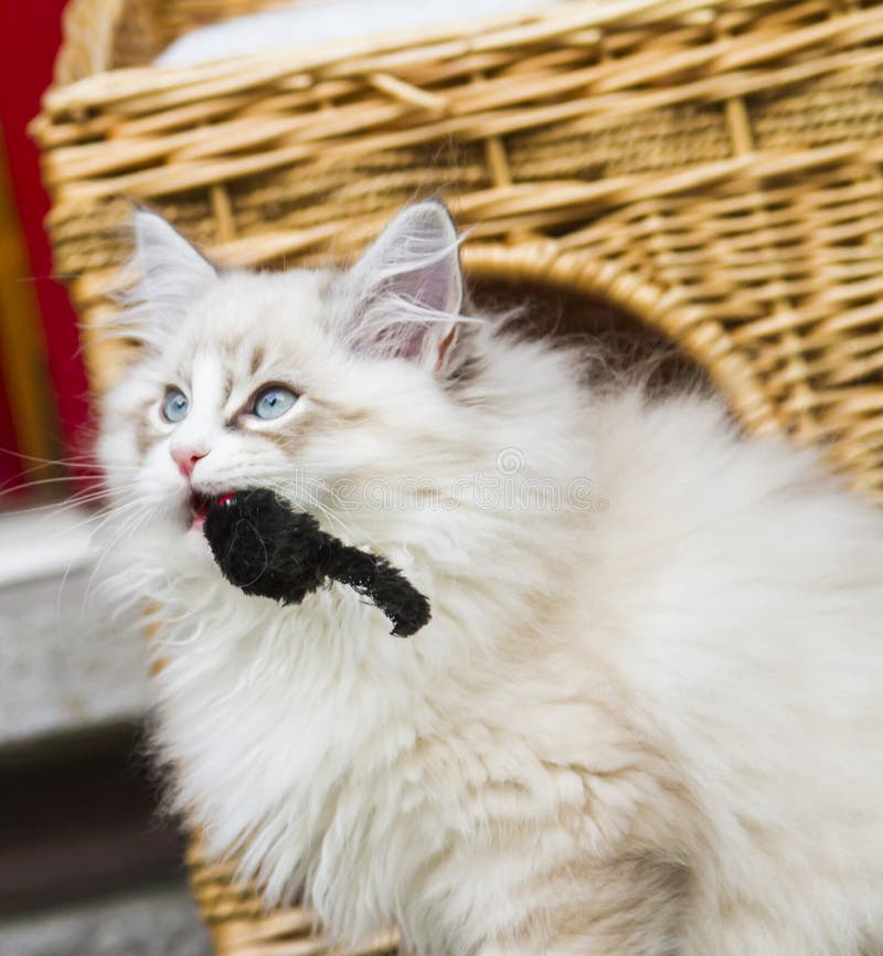 Neva Masquerade Puppy Of Siberian Cat Stock Photo - Image of cats ...