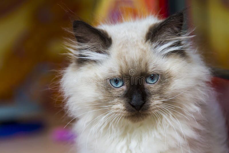 White Neva Masquerade Siberian Kitten Stock Photo - Image of meow ...