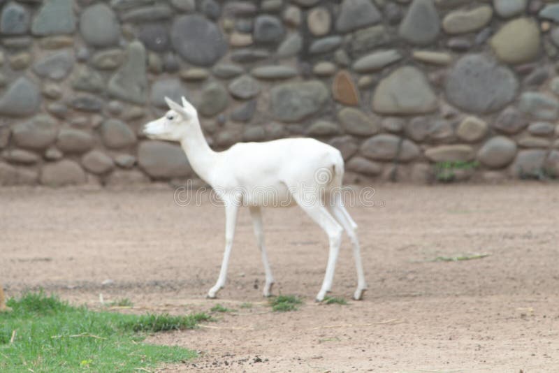 White New Dear stock image. Image of white, indian, india - 142372345