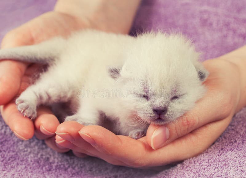 White newborn kitten stock image. Image of british, beautiful - 53780585
