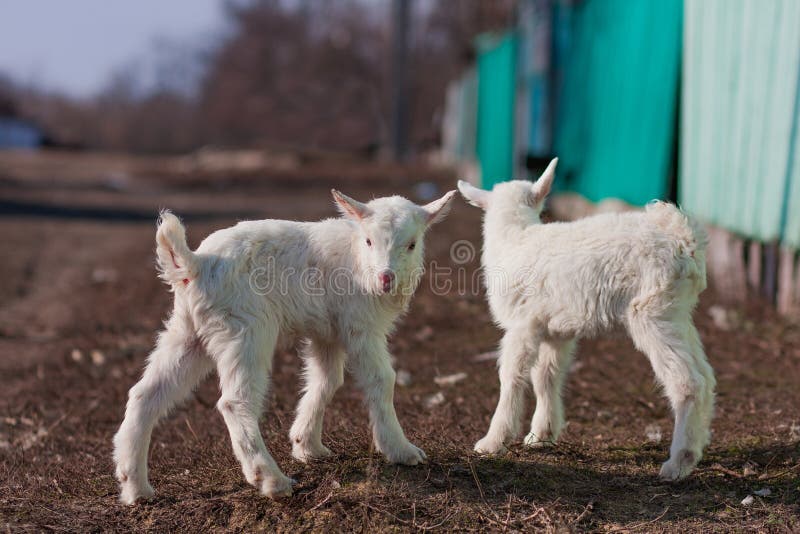 White Nice Little Goatlings Exploring the World Stock Photo - Image of ...