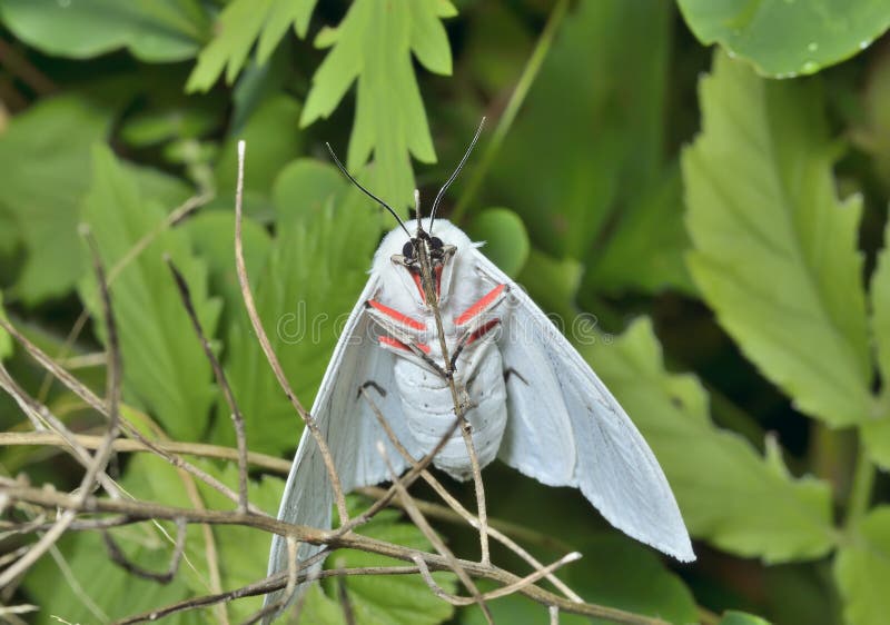 Night Butterfly (Actias Artemis) 11 Stock Image - Image of beautiful ...