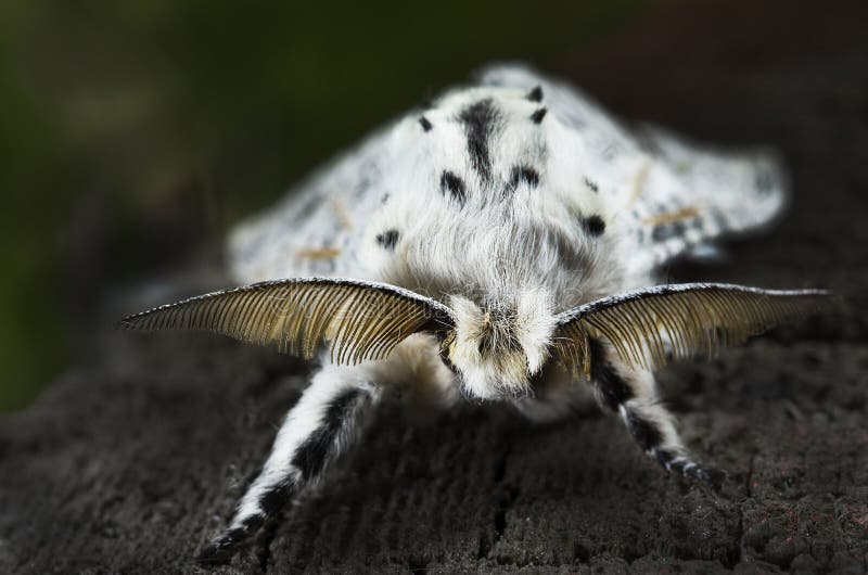 White night moth stock image. Image of moth, plant, pink - 116150923