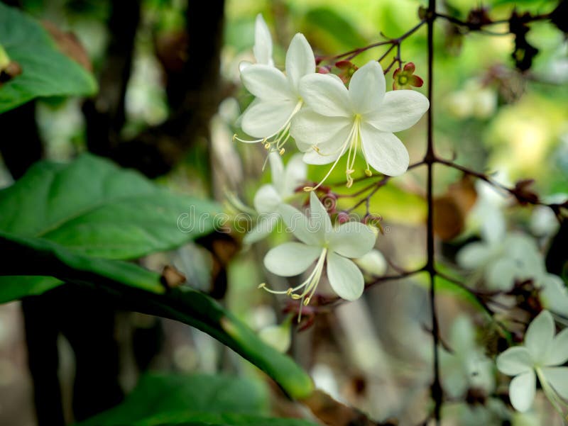 White Nodding-Clerodendron Flowers Hanging Stock Photo - Image of ...
