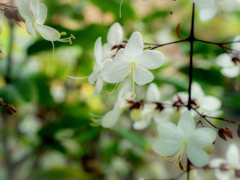 White Nodding-Clerodendron Flowers Hanging Stock Photo - Image of ...