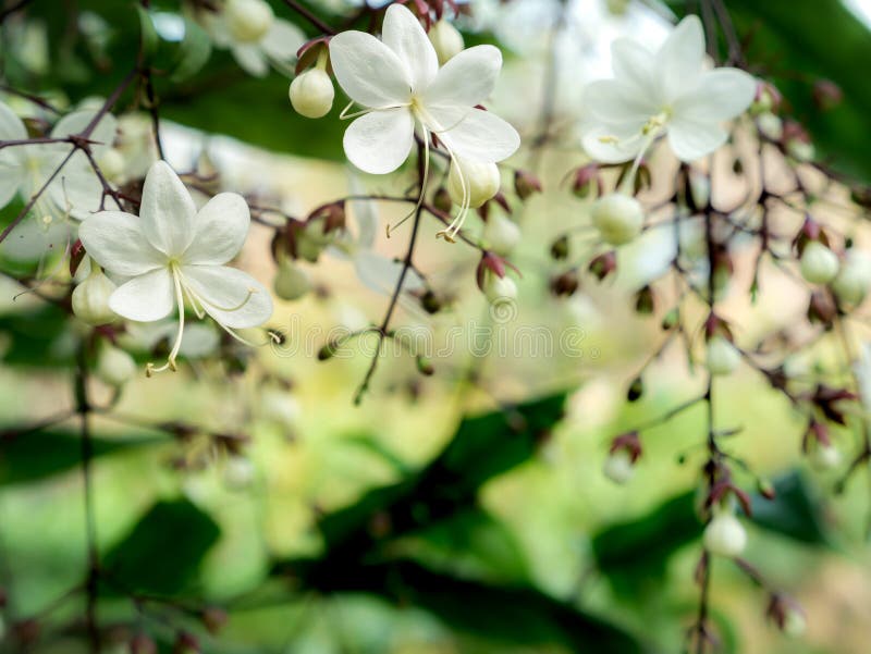 White Nodding-Clerodendron Flowers Hanging Stock Image - Image of ...