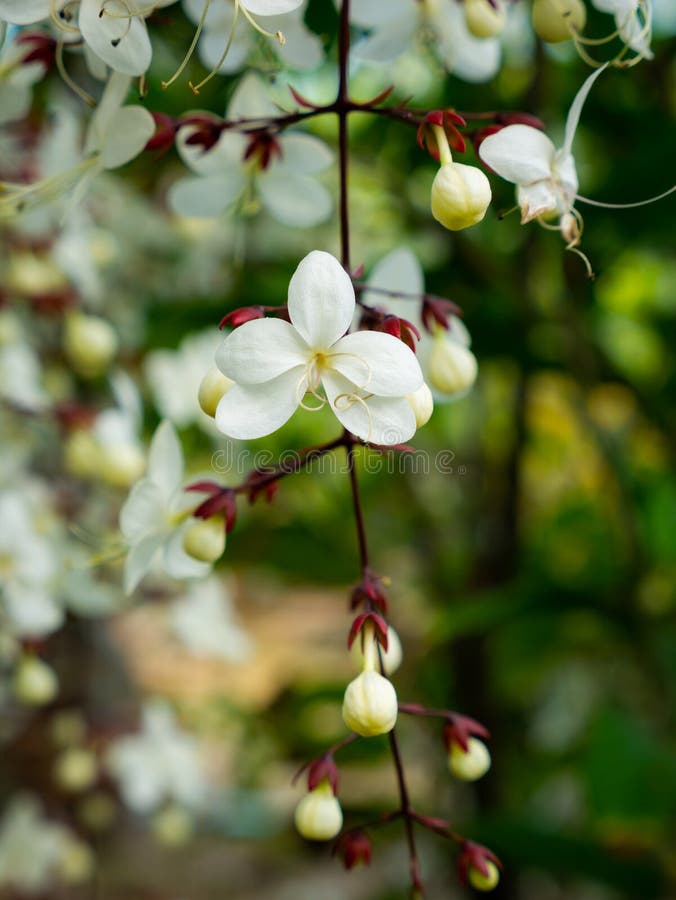 White Nodding-Clerodendron Flowers Hanging Stock Image - Image of ...