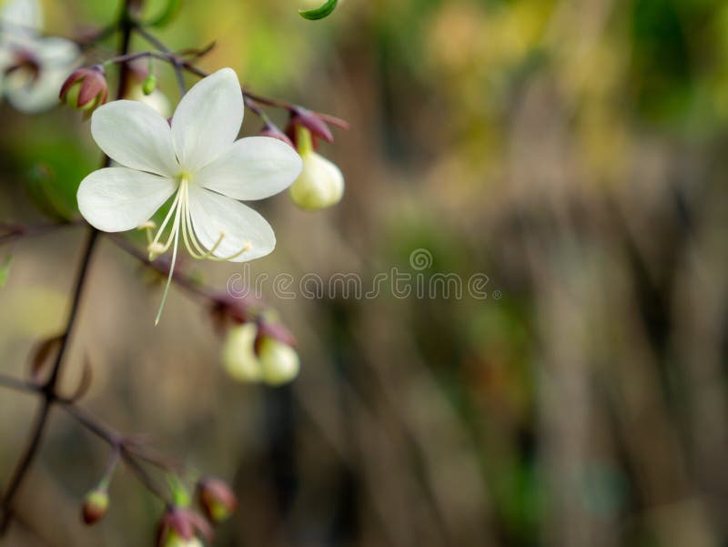 White Nodding-Clerodendron Flowers Hanging Stock Photo - Image of ...