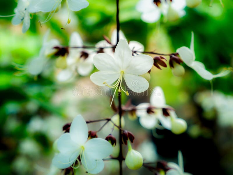 White Nodding-Clerodendron Flowers Suspending Stock Image - Image of ...