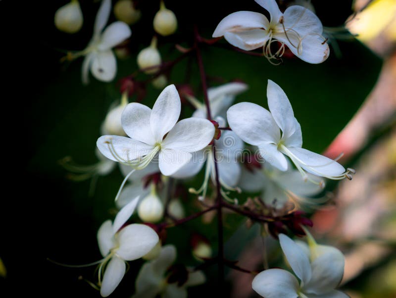 White Nodding-Clerodendron Flowers Suspending Stock Image - Image of ...