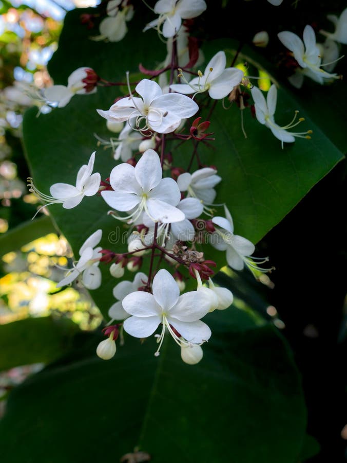 White Nodding-Clerodendron Flowers Suspending Stock Image - Image of ...