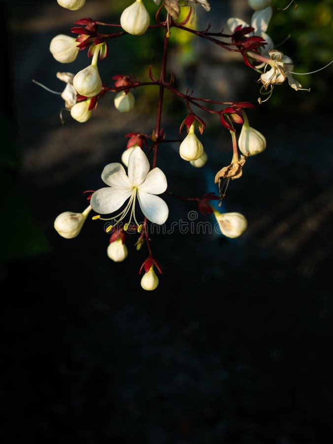 White Nodding-Clerodendron Flowers Suspending Stock Photo - Image of ...