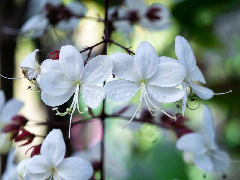 White Nodding-Clerodendron Flowers Suspending Stock Image - Image of ...