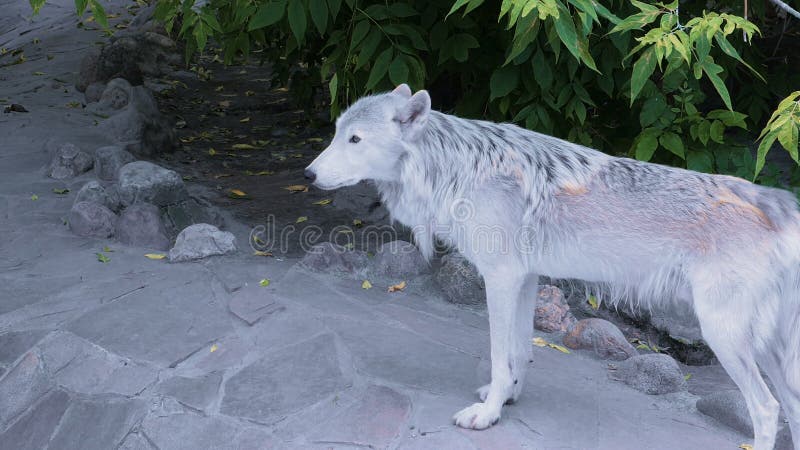 White North Wolf Near Human House Stock Footage - Video of house, white ...