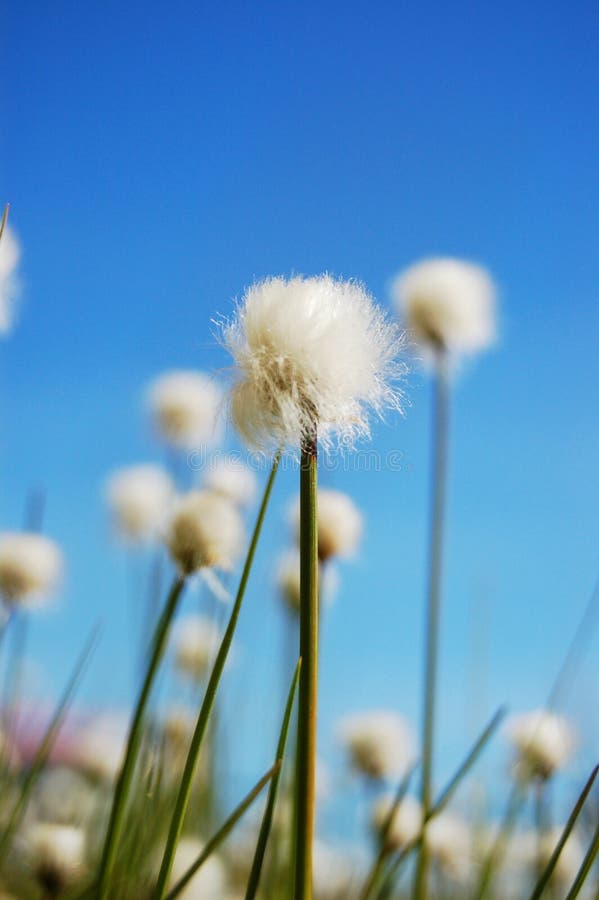 Spring flowers field stock photo. Image of plant, season - 20226608