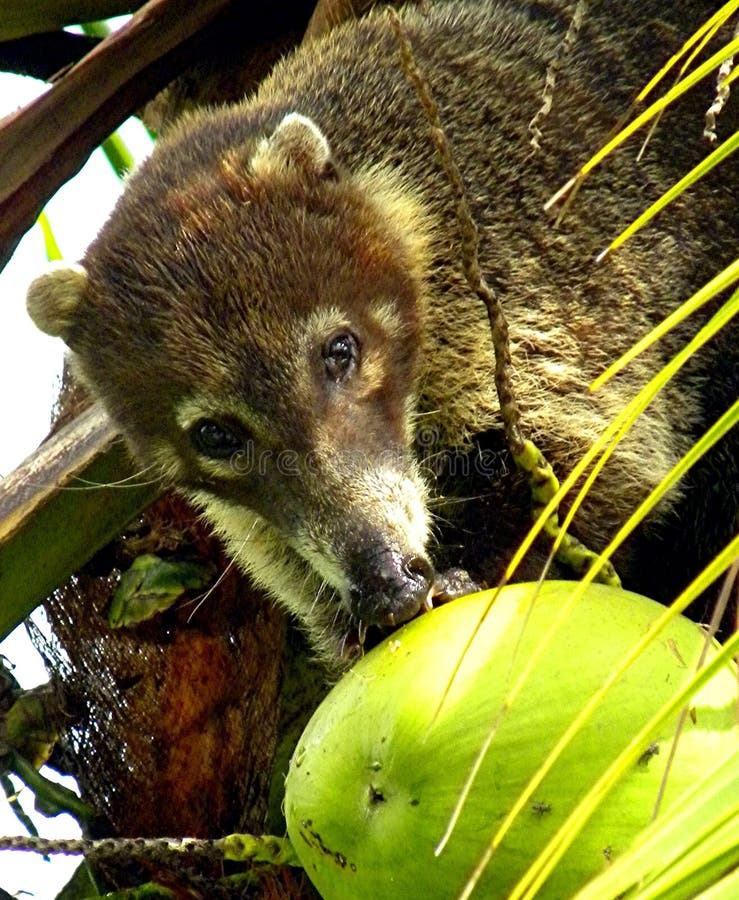 Coati Animals Fauna Exotic Yucatan Tropical Mexico Stock Photo - Image ...
