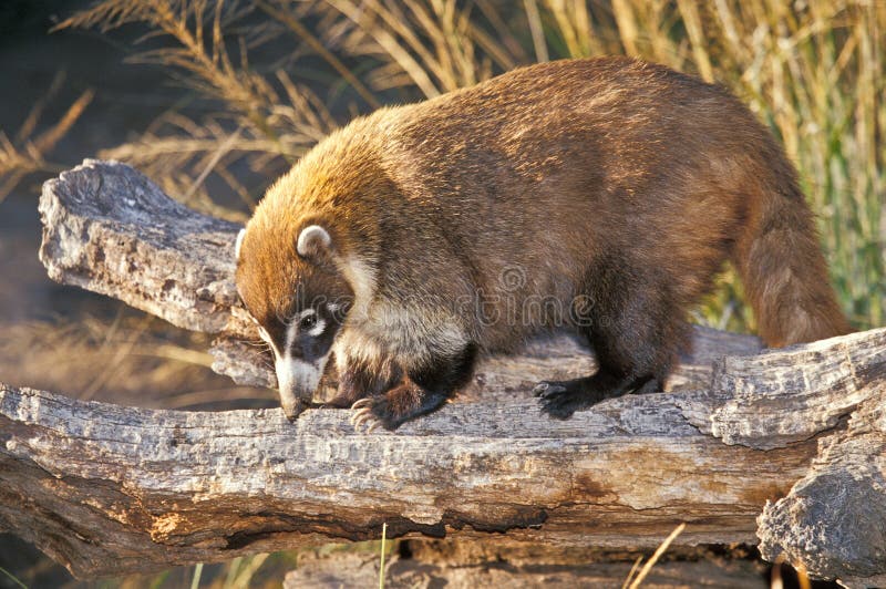 Raccoon on the Beach in Costa Rica Stock Photo - Image of outdoors ...