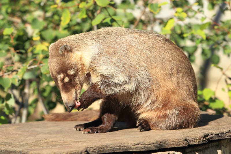 Coati stock photo. Image of crackoon, mammal, raccoon - 19748620