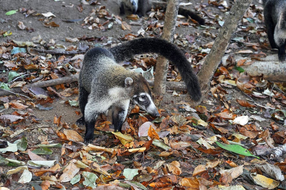White-nosed coati stock image. Image of mask, central - 36757969