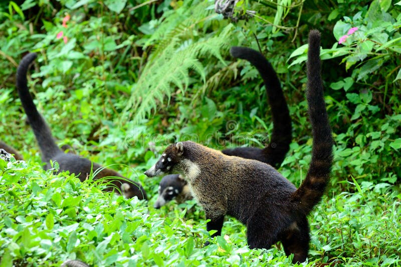 White Nosed Coati Group stock photo. Image of costa, narica - 18530154