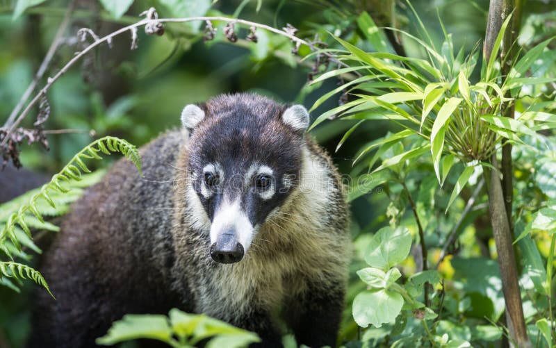 White-nosed coati stock photo. Image of fauna, carnivore - 91829872