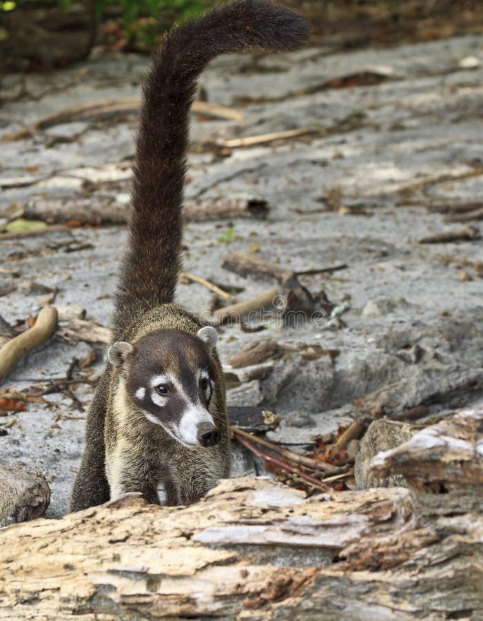 White-Nosed Coati with Long Tail Stock Image - Image of tail, rica ...