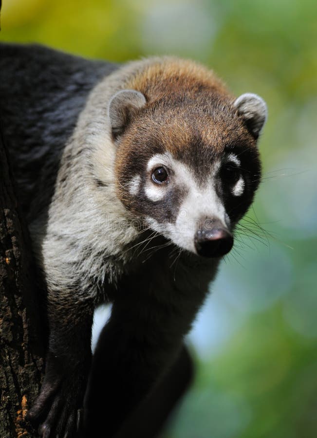 White-nosed Coati (Nasua Narica) Stock Photo - Image of mexico ...