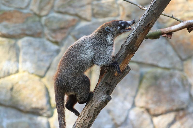 Coati Climbing Down a Palm Tree Stock Image - Image of nose, animal ...