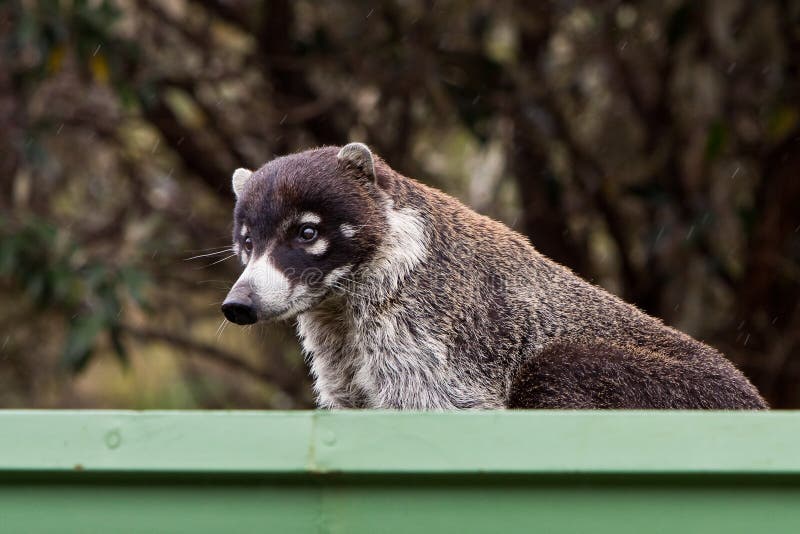 White-nosed Goati Animal In A Gutter Stock Image - Image of forest ...
