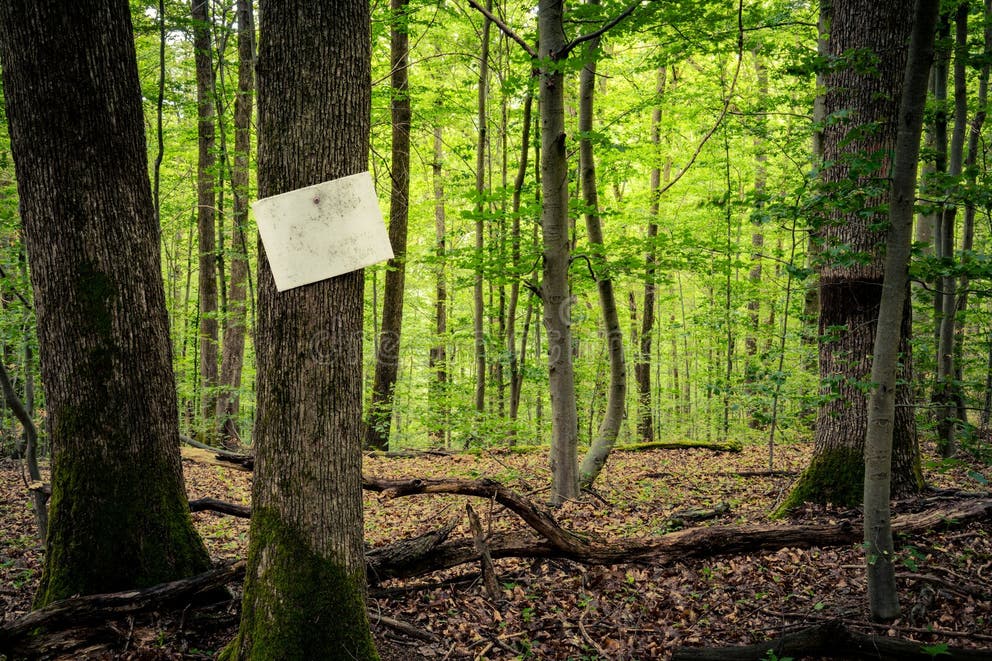 A White Notice Board Pinned To a Tree in the Forest Stock Image - Image ...