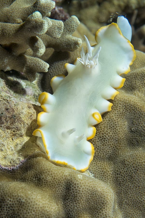 White Nudibranch stock photo. Image of life, tropical - 32366418