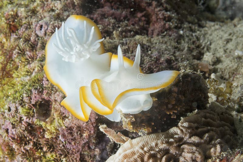 White Nudibranch stock photo. Image of life, tropical - 32366418