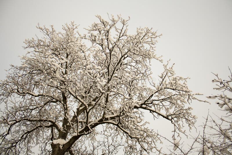 White nut tree stock image. Image of snow, sunset, tree - 37505227