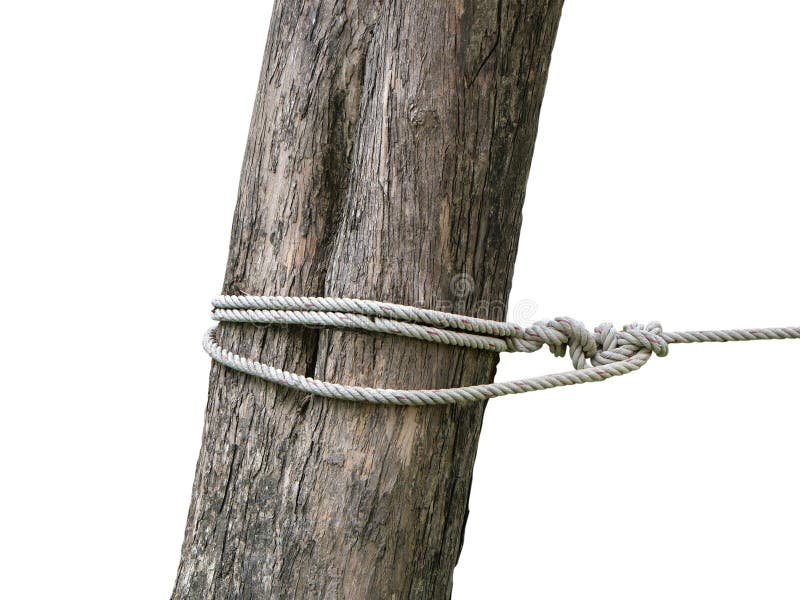 White Nylon Rope Tied To a Big Tree Isolated on White Background ...