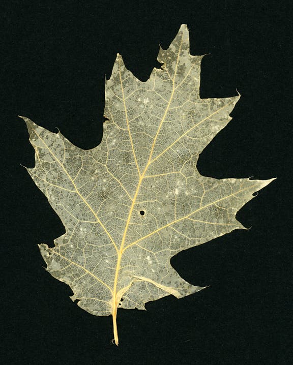 White oak leaf skeleton stock image. Image of white - 369804731