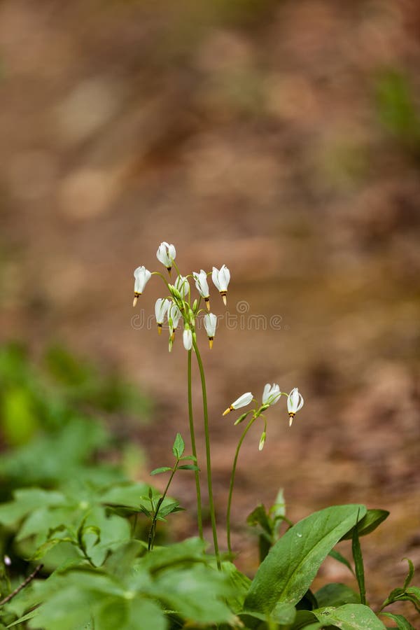 White Oak Sink, Spring stock photo. Image of spring - 329076228