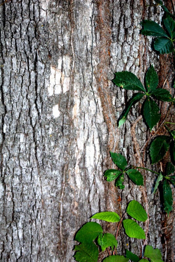 White oak tree texture stock image. Image of close, white - 131521081