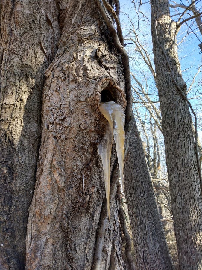 White Oak Tree in Winter with Icicles Spewing from Hole in Trunk Stock ...