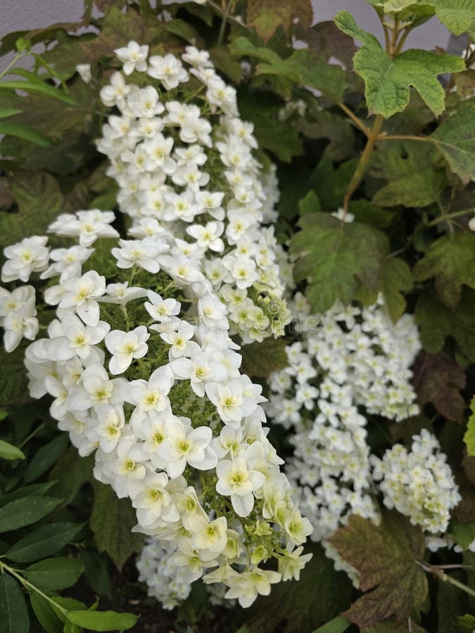 White Oakleaf Hydrangea Blooming beside Garden Path Stock Image - Image ...