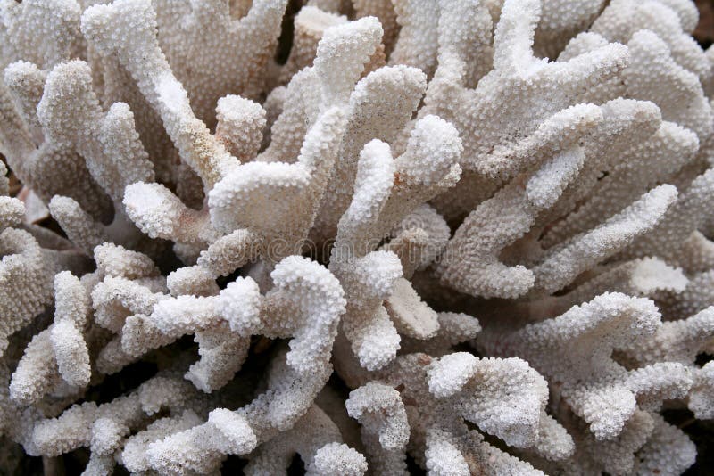 White ocean coral stock photo. Image of life, aquatic - 8929366