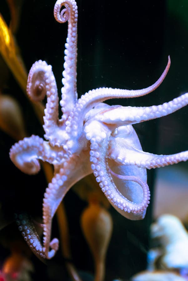 White-V Octopus stock photo. Image of life, animals, mollusk - 33094162