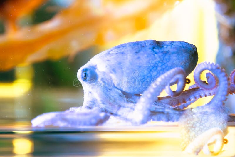 White-V Octopus stock photo. Image of life, animals, mollusk - 33094162