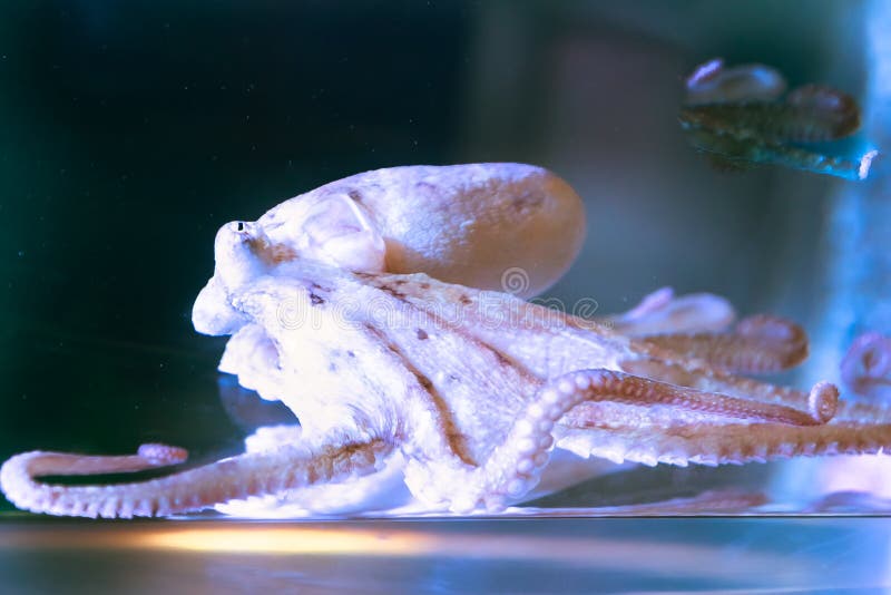 White-V Octopus stock photo. Image of life, animals, mollusk - 33094162