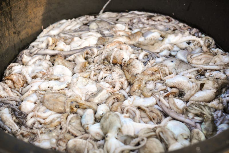 White Octopus stock image. Image of fresh, waiting, squids - 41266843